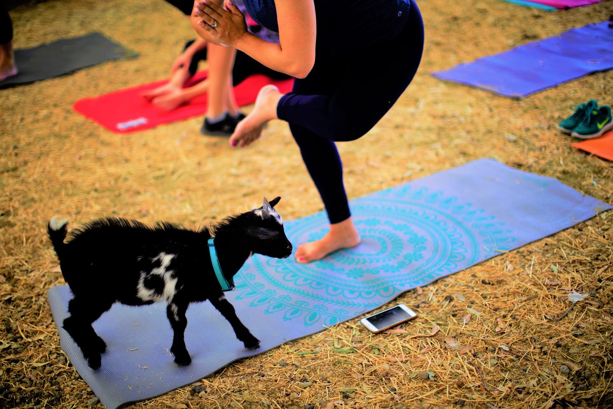 Namaste, nanny goat! Goat Yoga comes to the Central Valley - FresYes!