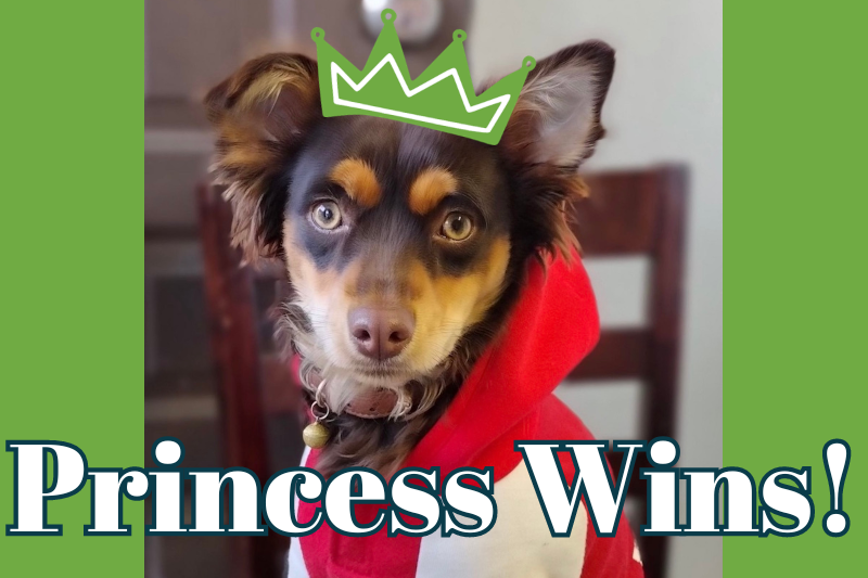 FresYes Pet of the Week Contest - FresYes!